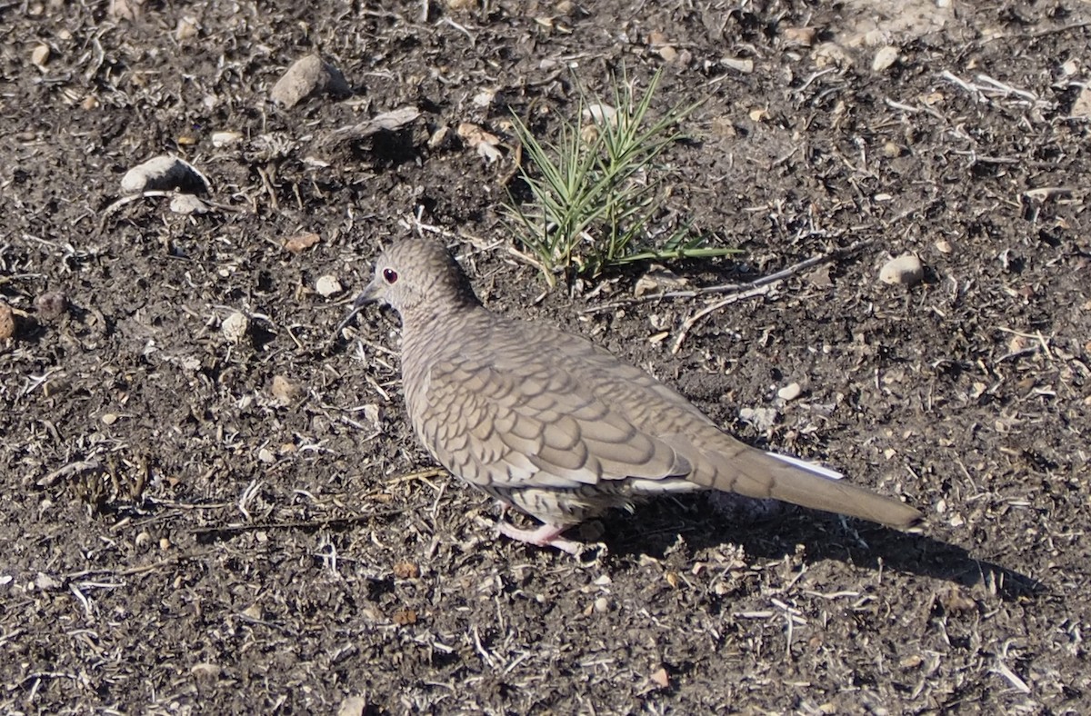 ML552898861 - Inca Dove - Macaulay Library