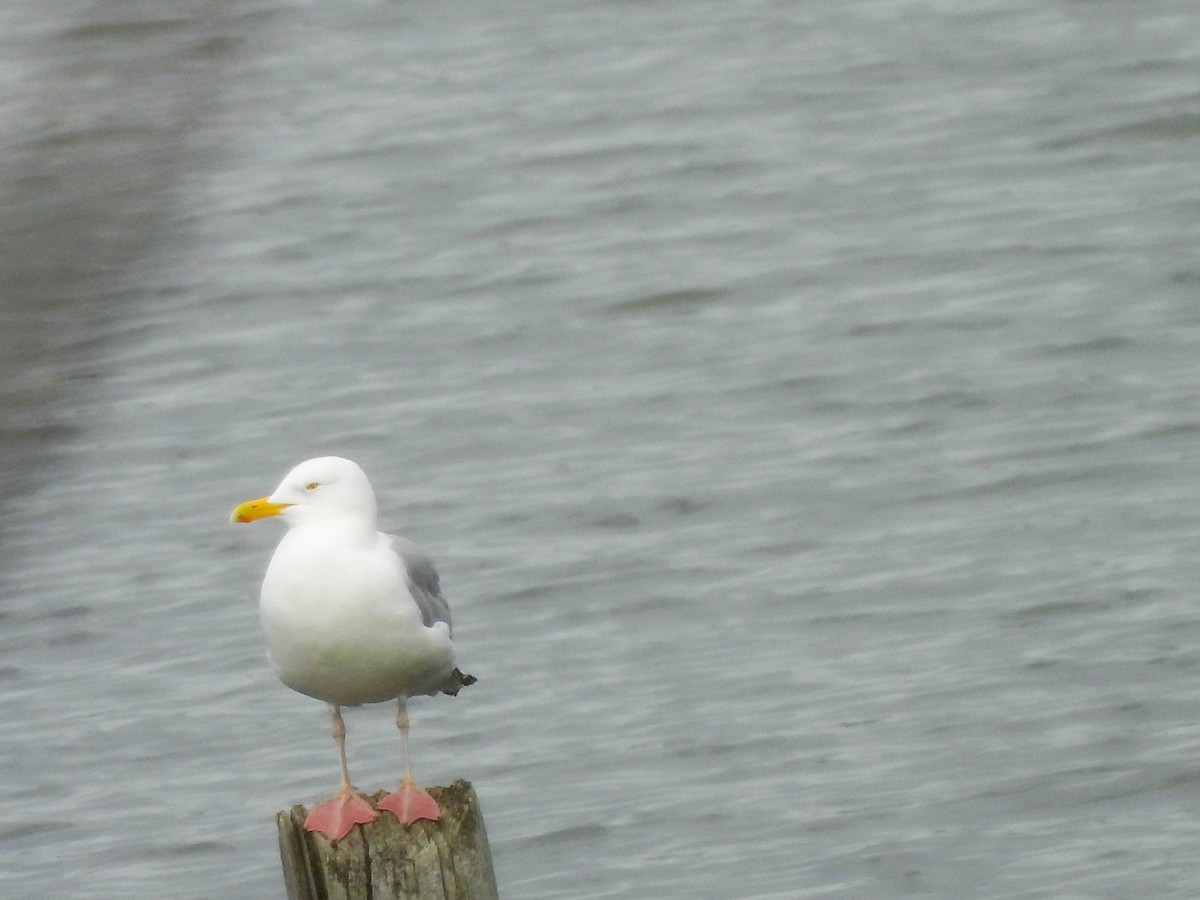 eBird Checklist - 3 Apr 2023 - McKinley Quarry - 19 species