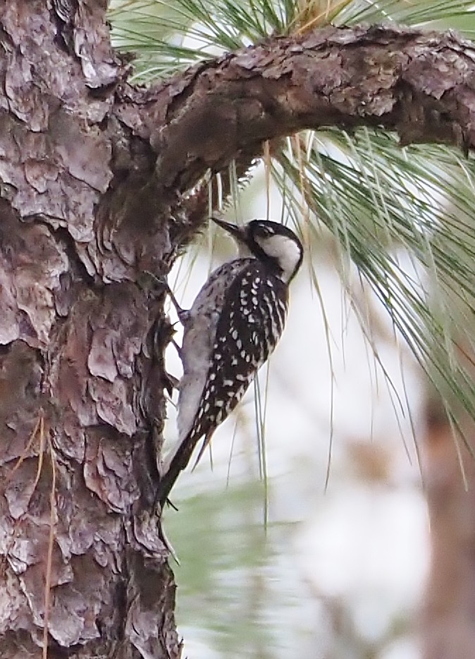 eBird Checklist - 31 Mar 2023 - Boykin Springs (UTC 007) (Jasper Co ...