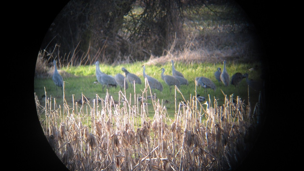 eBird Checklist - 2 Apr 2023 - Wakefield Road - 12 species
