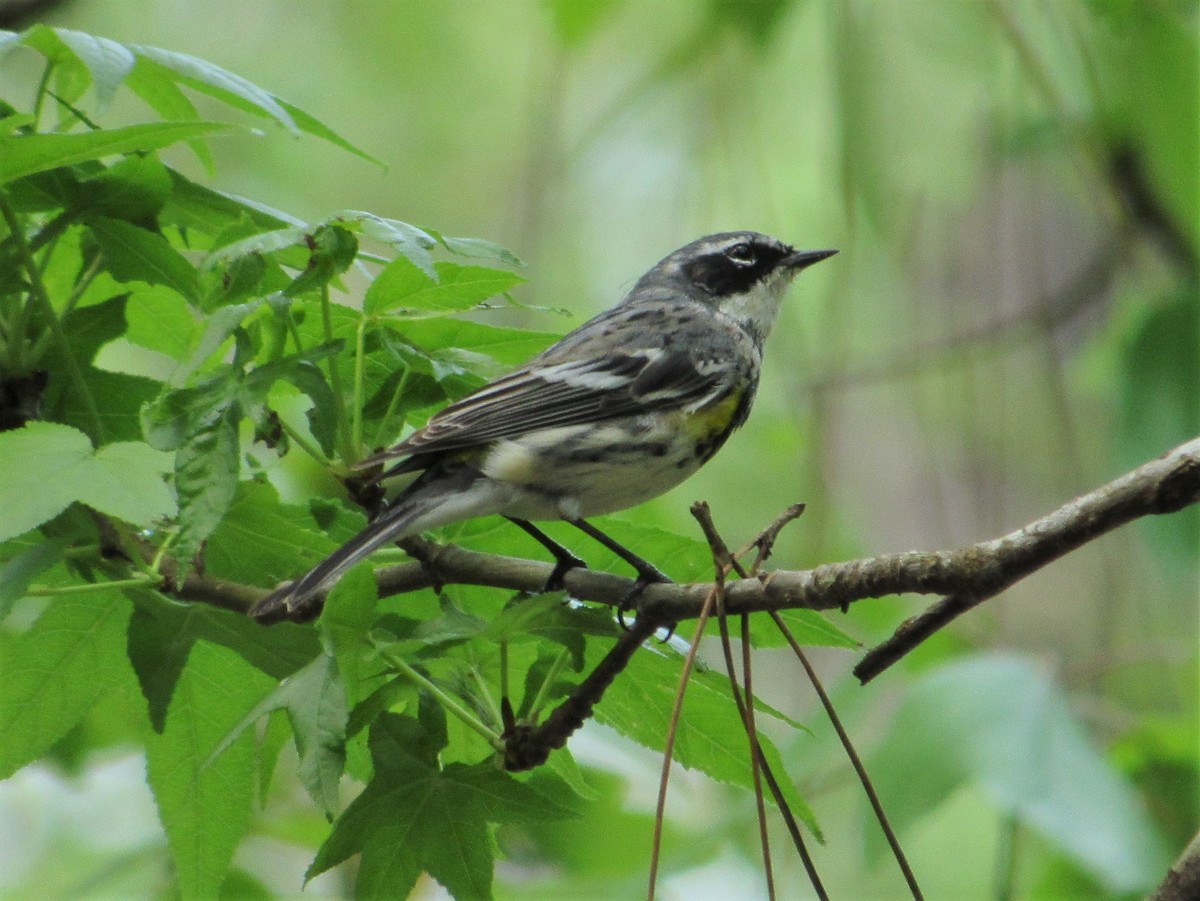 eBird Checklist - 3 Apr 2023 - Bayfront Park/Village Point (Daphne ...