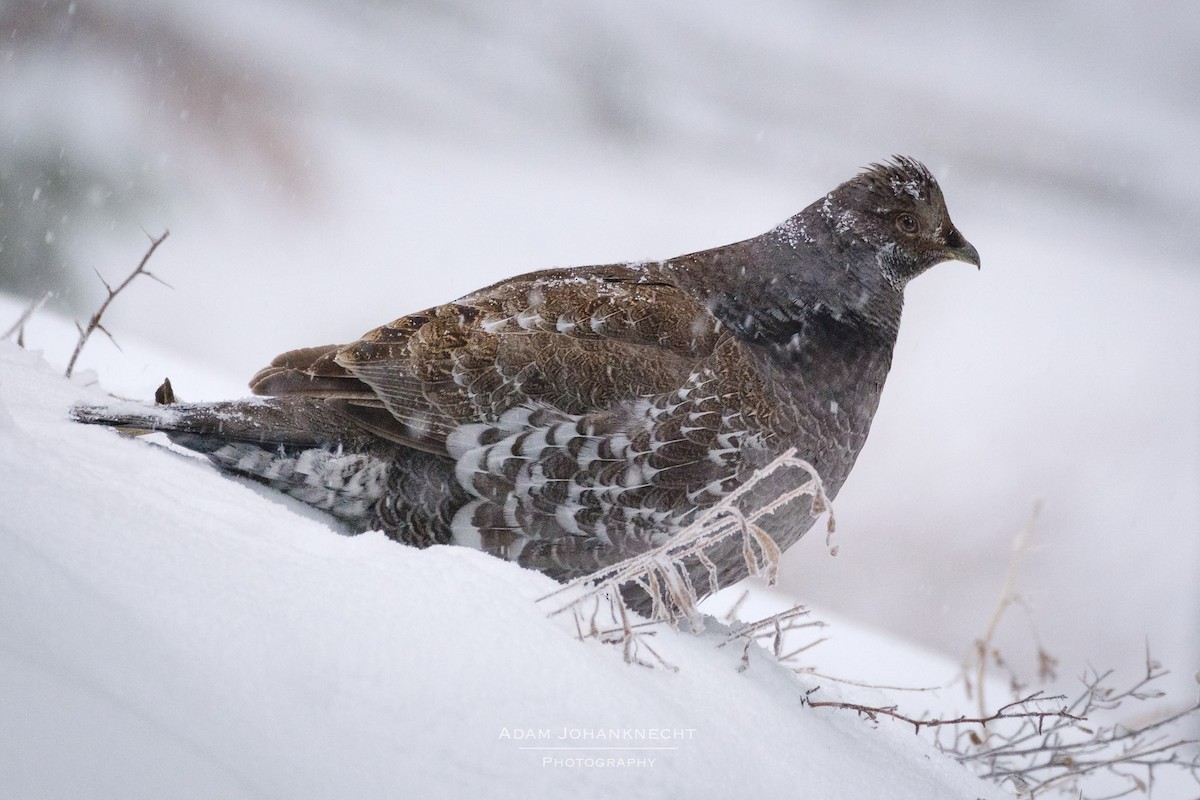 eBird Checklist - 4 Apr 2023 - Green Mountain West Ridge Trail - 4 species