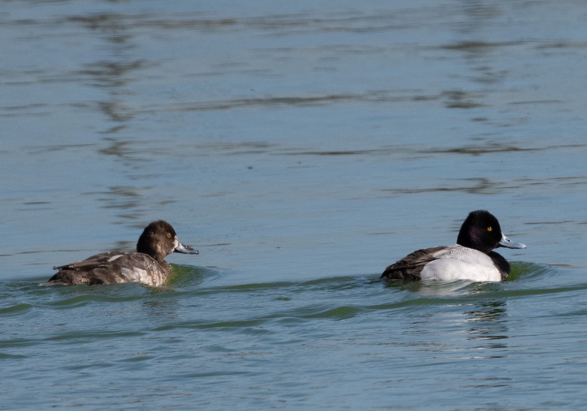 ML553655191 - Lesser Scaup - Macaulay Library