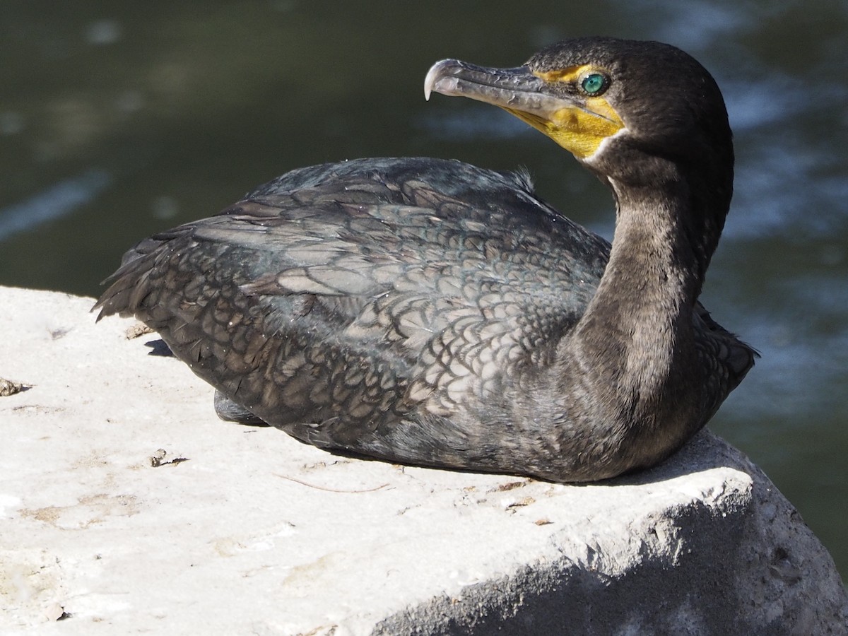 ML554046001 - Neotropic Cormorant - Macaulay Library