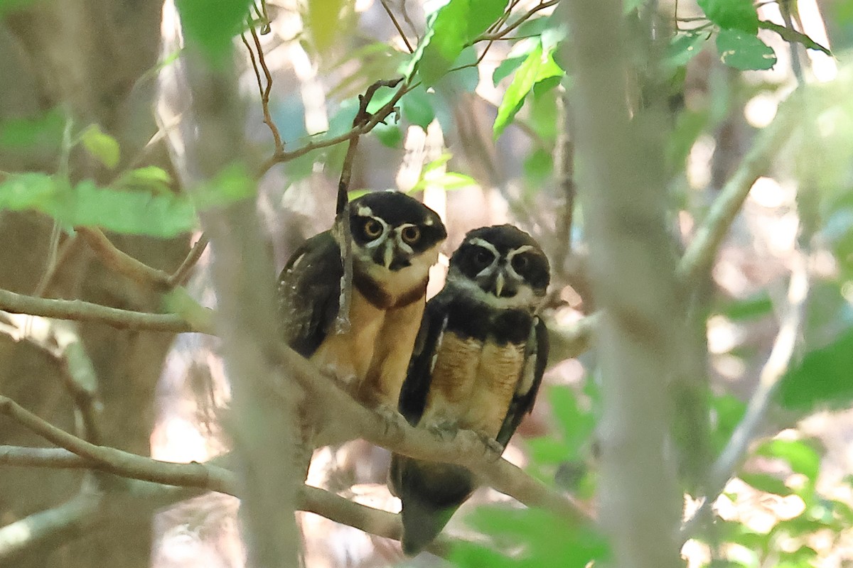 ML554161111 - Spectacled Owl - Macaulay Library