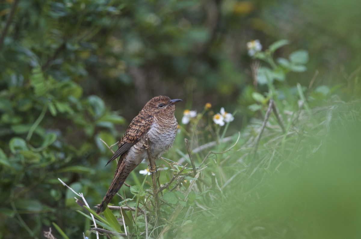 ML55451601 - Plaintive Cuckoo - Macaulay Library
