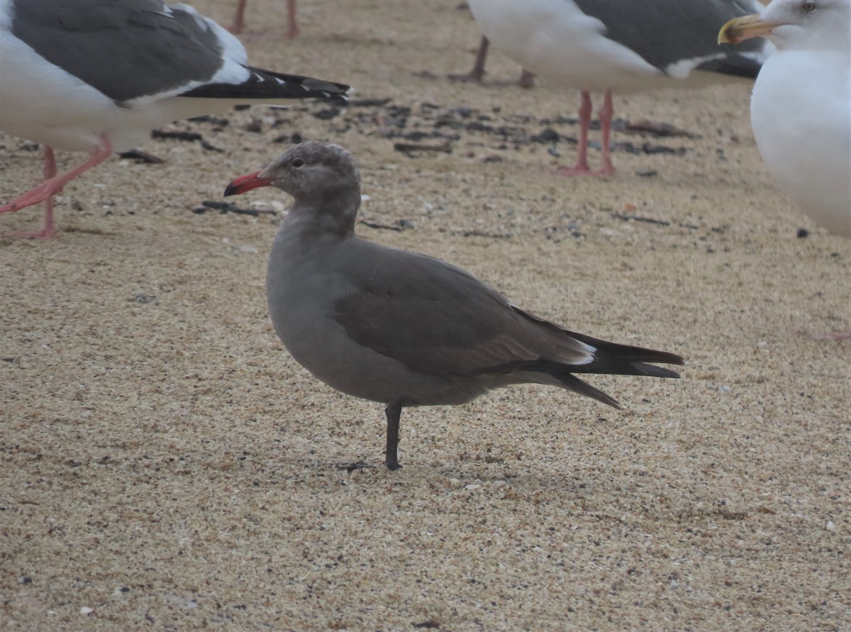 eBird Checklist - 7 Apr 2023 - Half Moon Bay SB--Venice Beach and ...