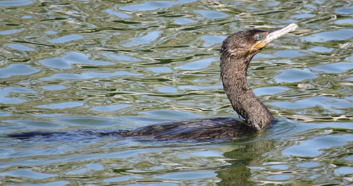 ML554852021 - Neotropic Cormorant - Macaulay Library