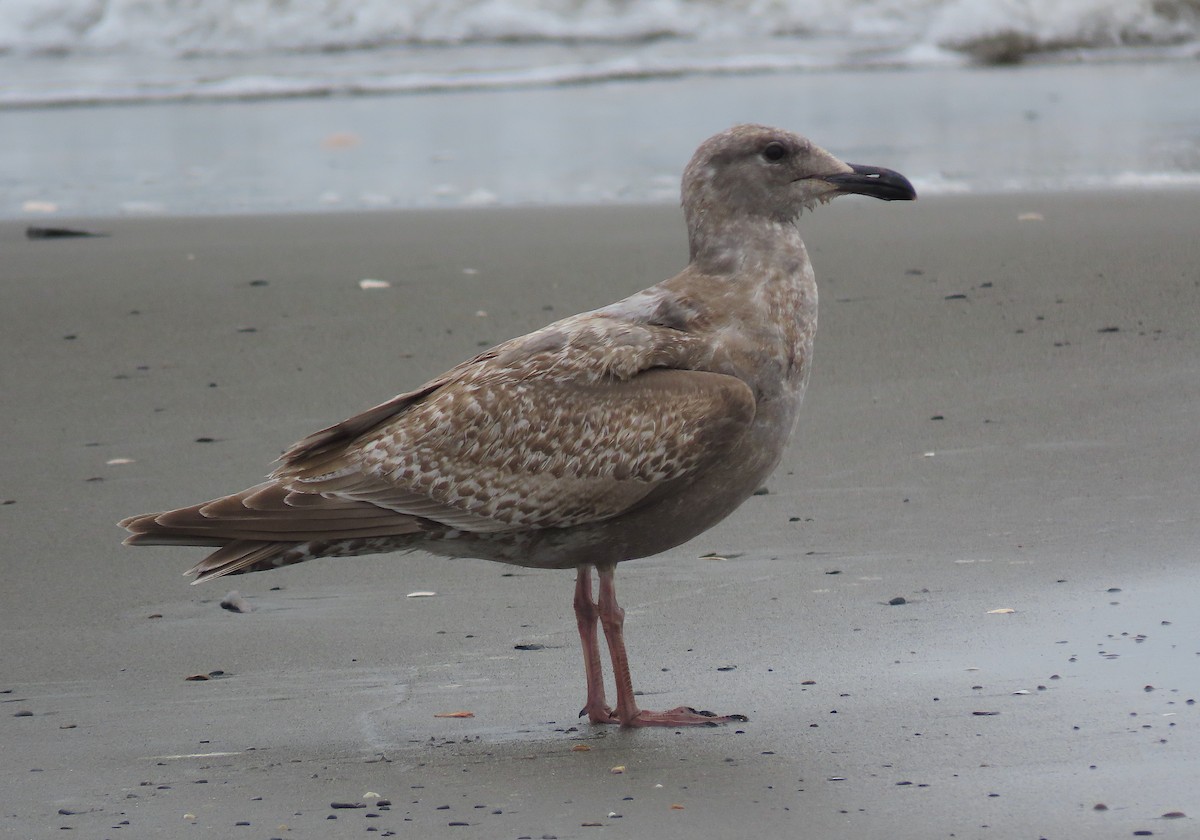 ML554978721 - Western x Glaucous-winged Gull (hybrid) - Macaulay Library
