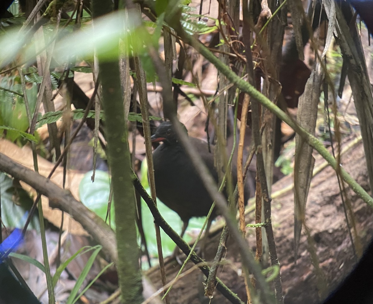 Berlepsch's Tinamou - Crypturellus berlepschi - Media Search - Macaulay ...
