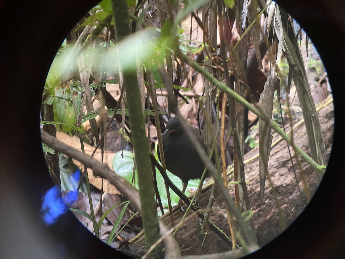 Berlepsch's Tinamou - Crypturellus berlepschi - Media Search - Macaulay ...