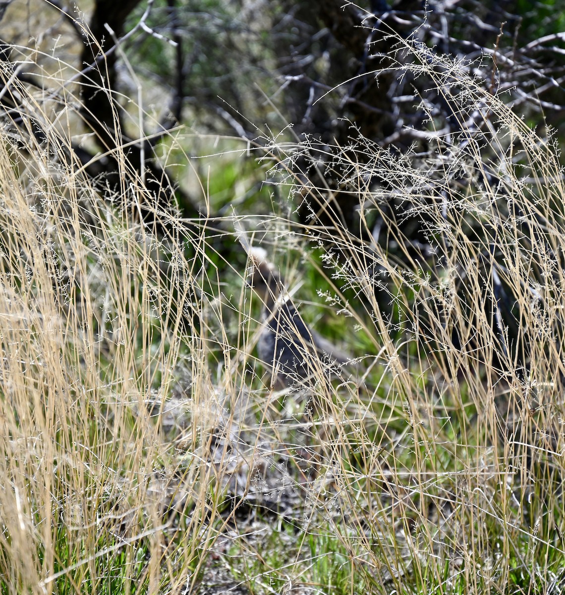 eBird Checklist - 7 Apr 2023 - Oracle State Park - 1 species