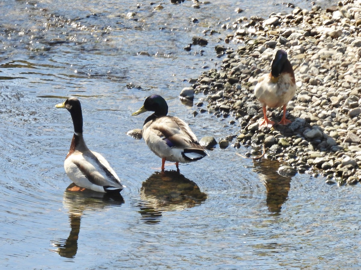 eBird Checklist - 8 Apr 2023 - Mission Trails Regional Park--Northeast ...