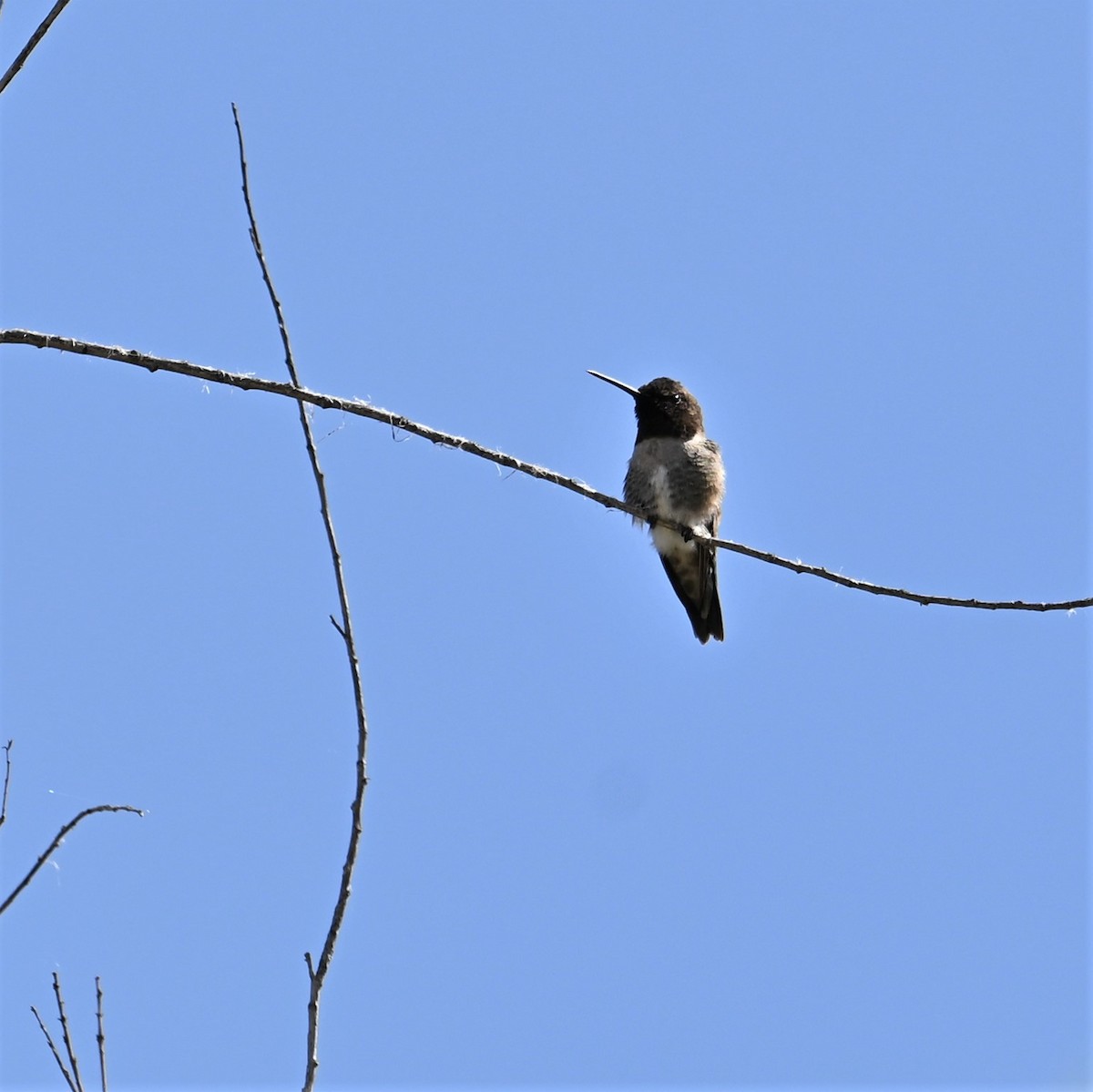 eBird Checklist - 8 Apr 2023 - Verde River--Access south of Box Bar ...