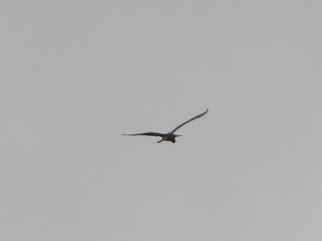 eBird Checklist - 21 Mar 2023 - Santa Margarita Ranch (LTC 079 ...