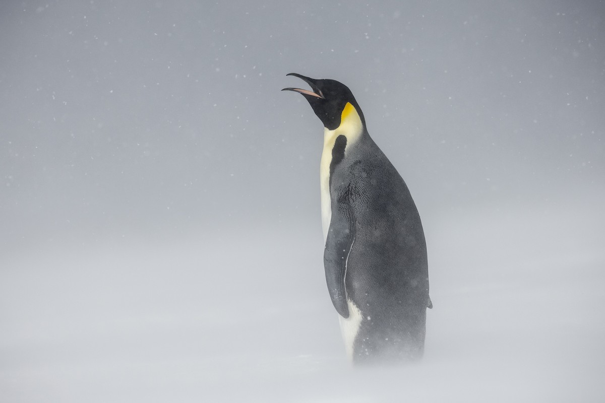 eBird Checklist - 20 Jan 2023 - Southern Ocean -- Emperor penguin group ...