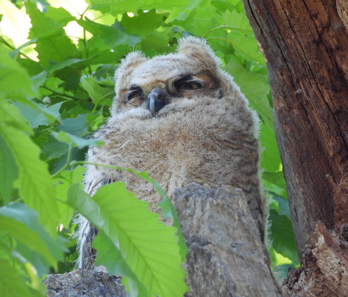 eBird Checklist - 8 Apr 2023 - White Rock Lake--East Lawther Drive area ...