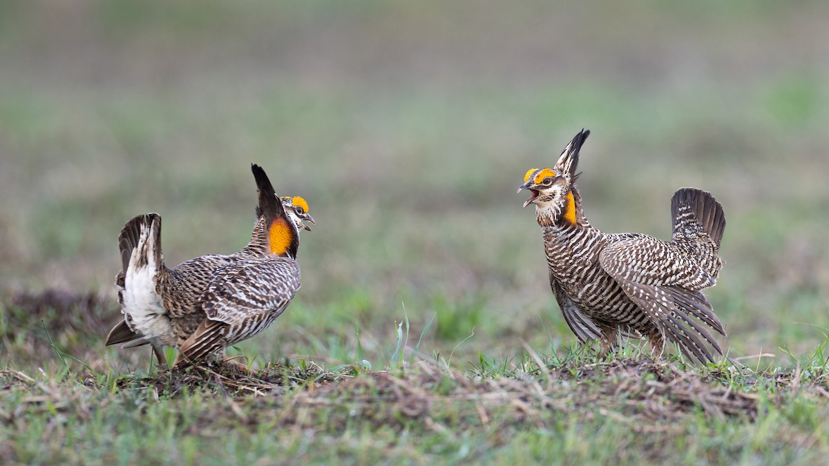 Greater Prairie-Chicken - Tympanuchus cupido - Media Search - Macaulay ...