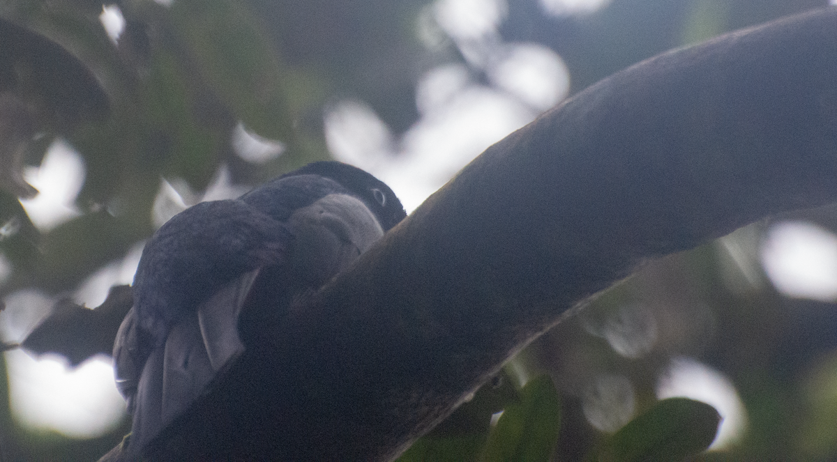 eBird Checklist - 22 Jan 2023 - Sendero de Dubian - 26 species