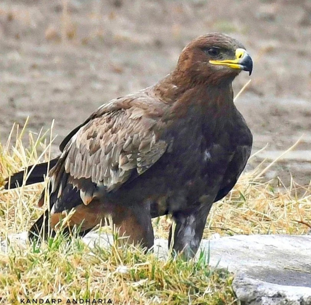 eBird Checklist - 13 Mar 2023 - Velavadar NP - 19 species