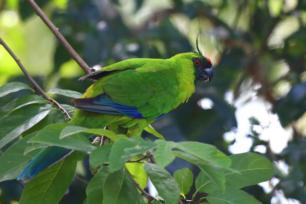 ML555421071 - Ouvea Parakeet - Macaulay Library