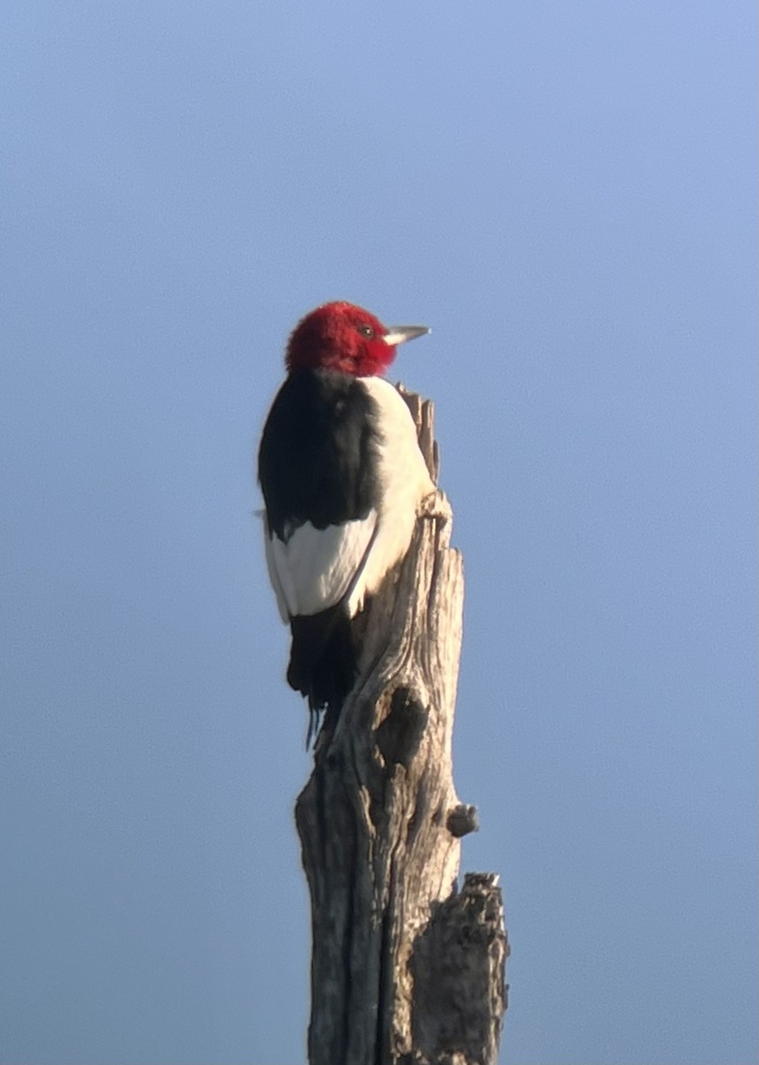 eBird Checklist - 9 Apr 2023 - Tyson’s Acres (access by permission only ...
