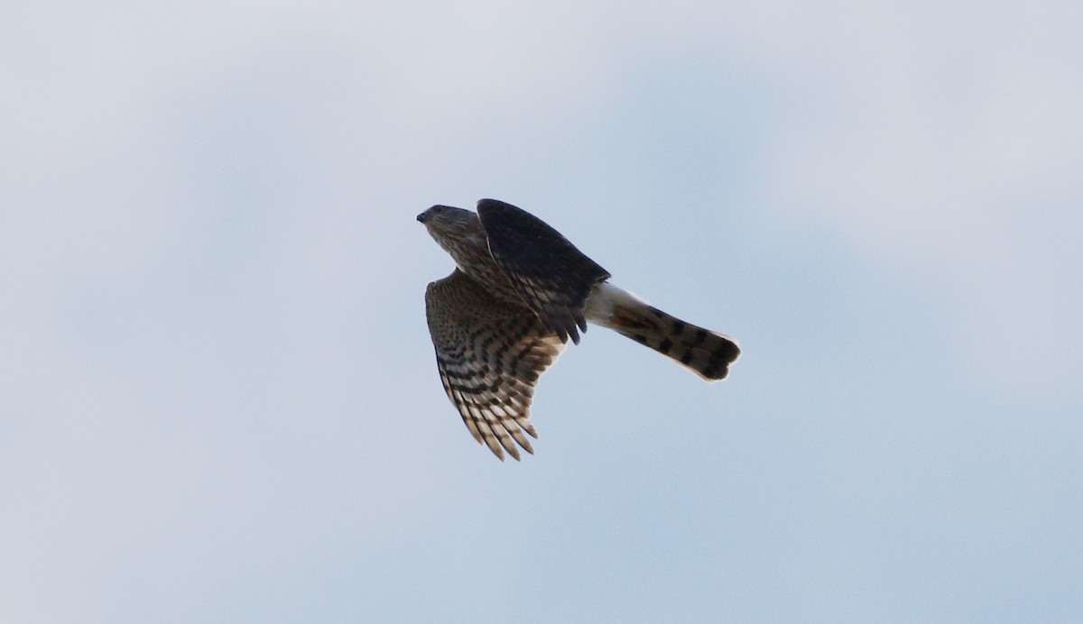 eBird Checklist - 23 Apr 2017 - Paper Mill Trail & Androscoggin River ...