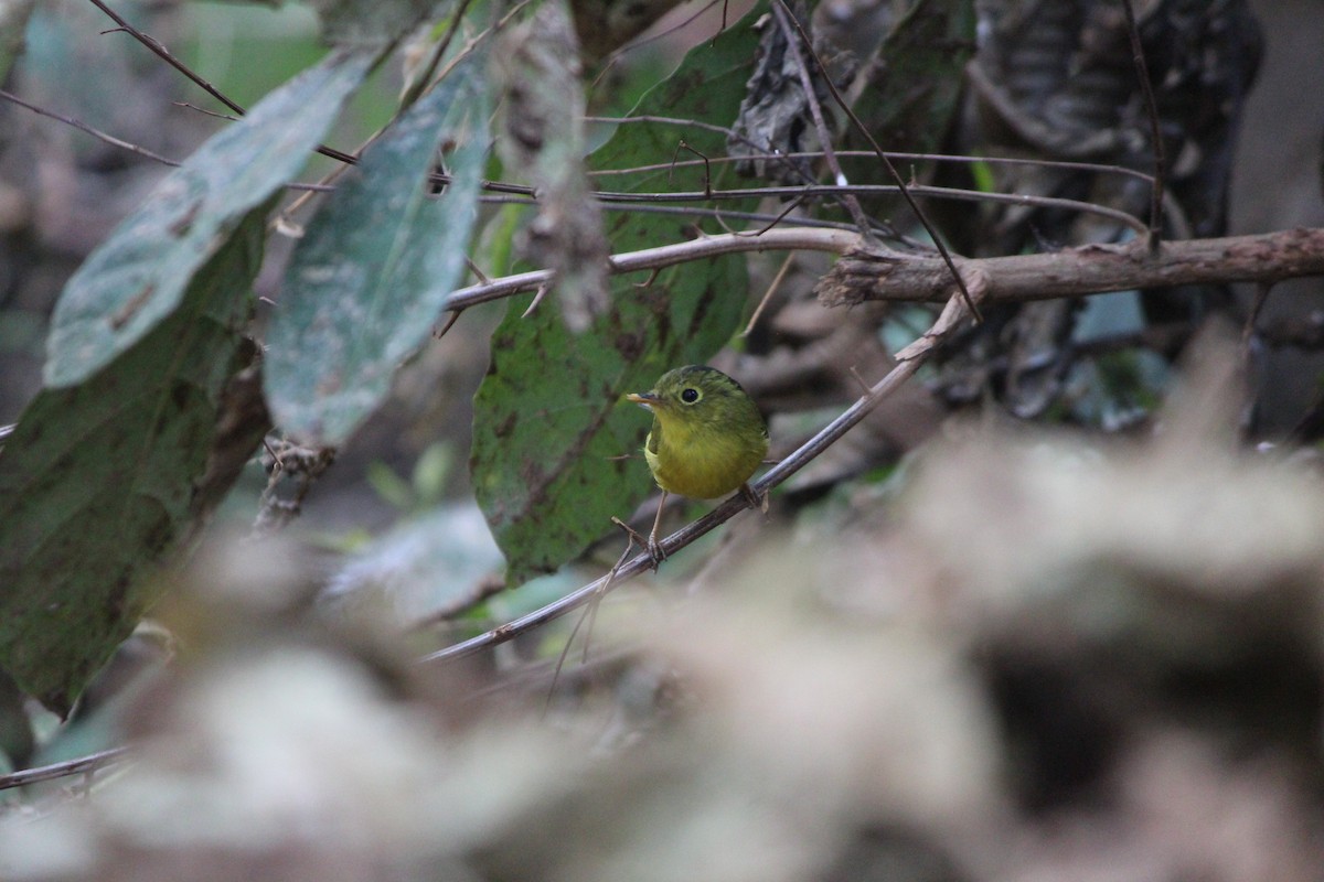 eBird Checklist - 20 Jan 2017 - Kitam Bird Sanctuary - 3 species (+1 ...