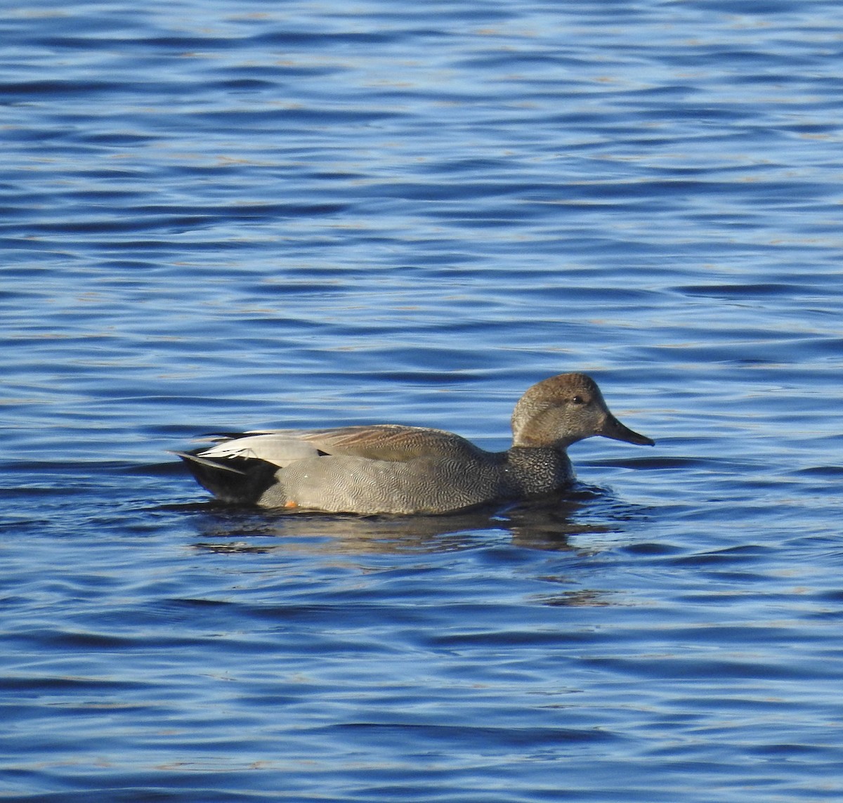 eBird Checklist - 10 Apr 2023 - Parker River NWR - 54 species