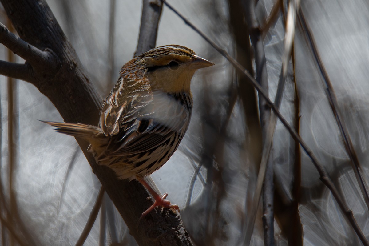 eBird Checklist - 9 Apr 2023 - Chicago Botanic Garden, Glencoe - 20 species