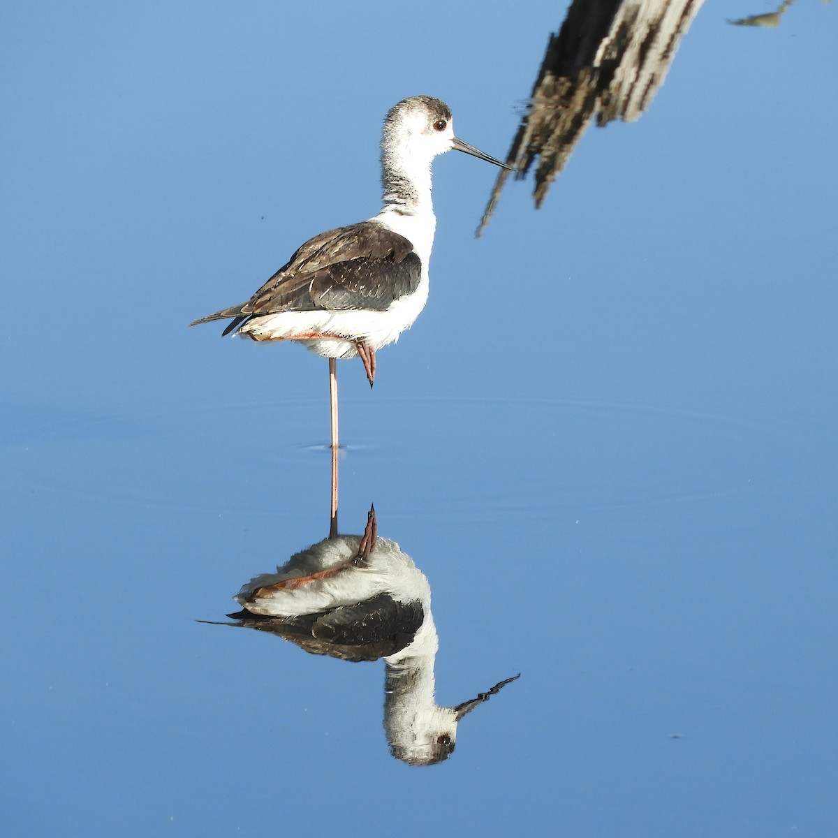 eBird Checklist - 10 Apr 2023 - Coolum Parade Wetlands - 31 species