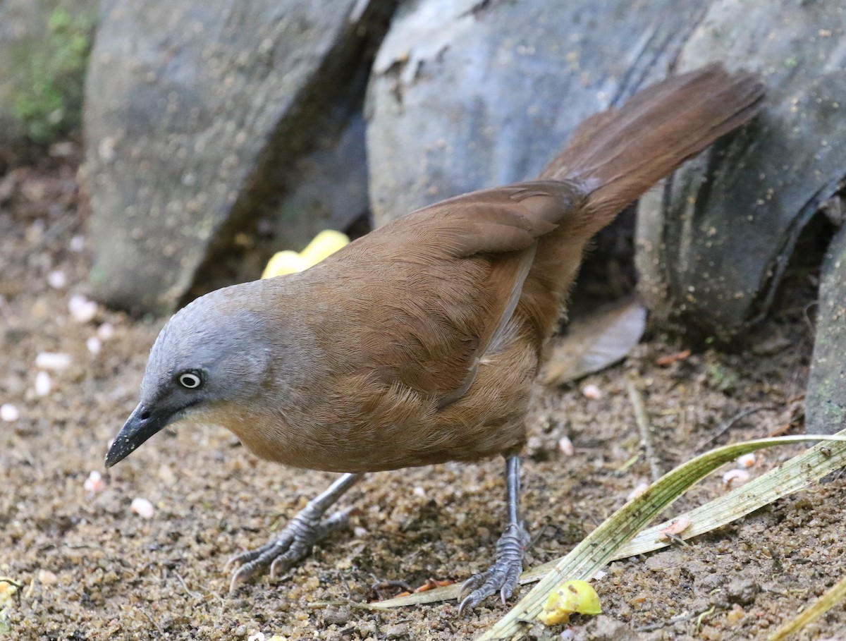 ML556475801 - Ashy-headed Laughingthrush - Macaulay Library