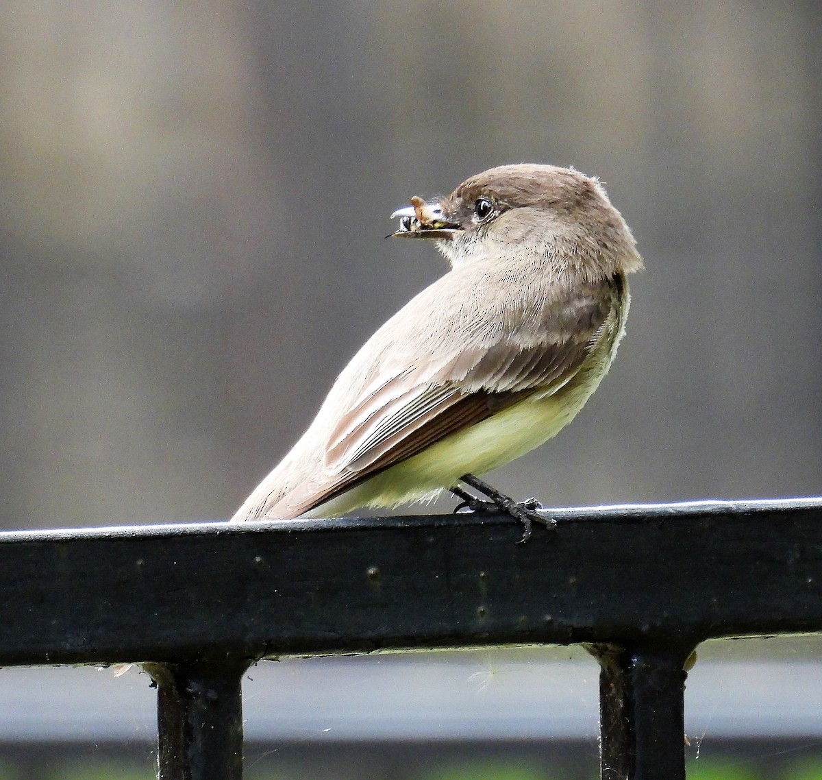 ML556495781 - Eastern Phoebe - Macaulay Library