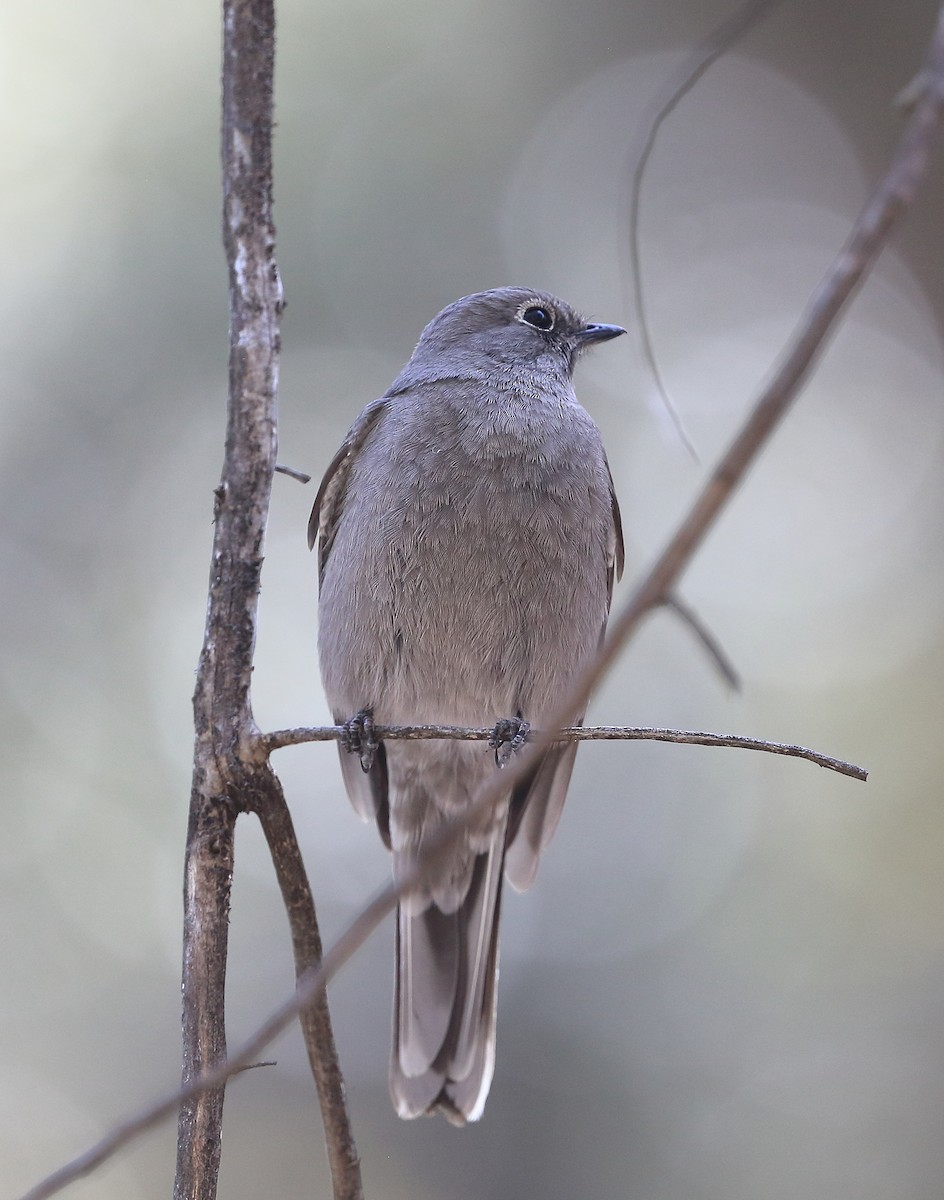 eBird Checklist - 11 Apr 2023 - Madera Canyon--Carrie Nation Trail - 29 ...