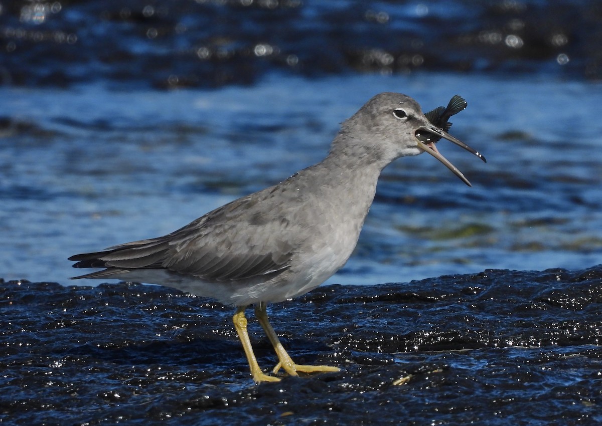 eBird Checklist - 10 Apr 2023 - Flat Rock (Ballina) - 14 species