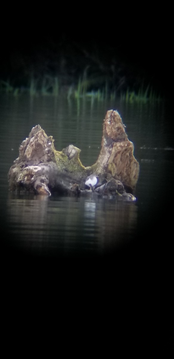 eBird Checklist - 12 Apr 2023 - Henry Hagg Lake Park--Sain Creek - 15 ...