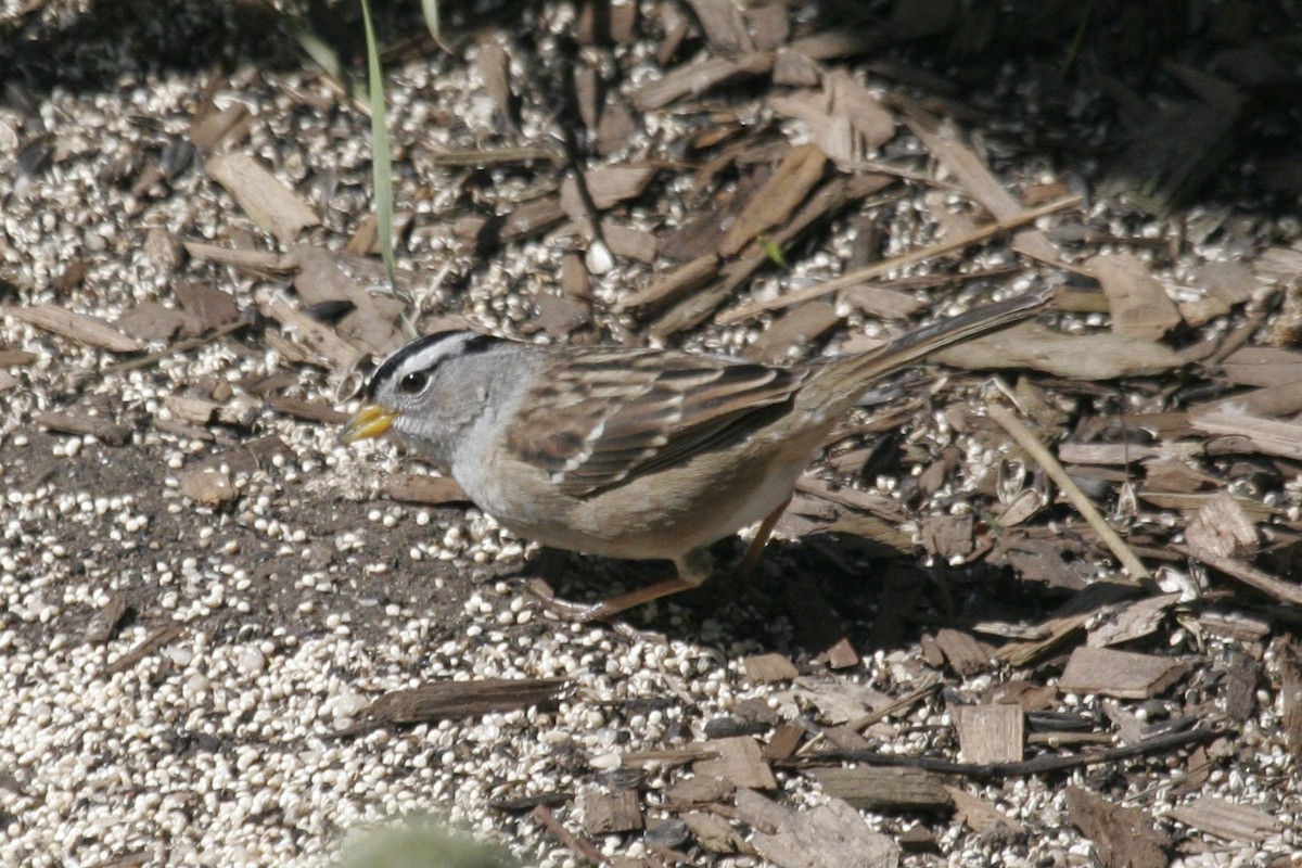 ML557117821 - White-crowned Sparrow (nuttalli) - Macaulay Library