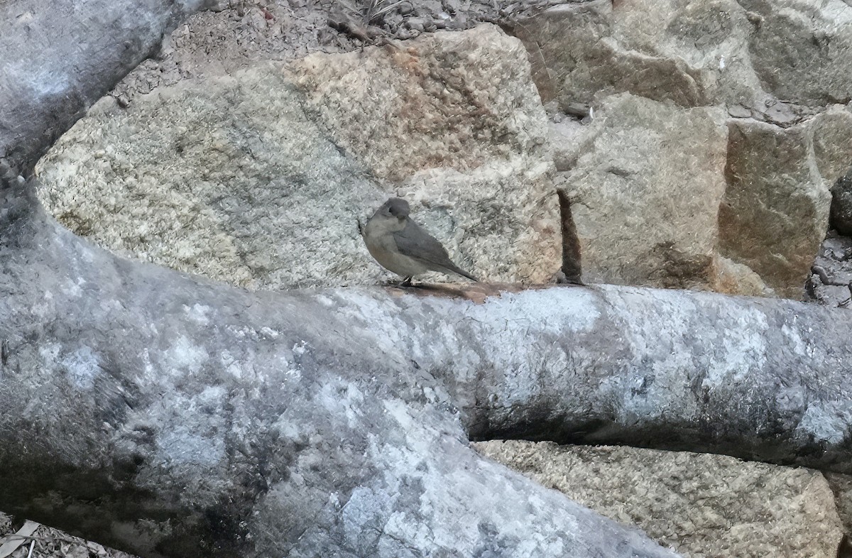 ML557193521 - Kashmir Flycatcher - Macaulay Library