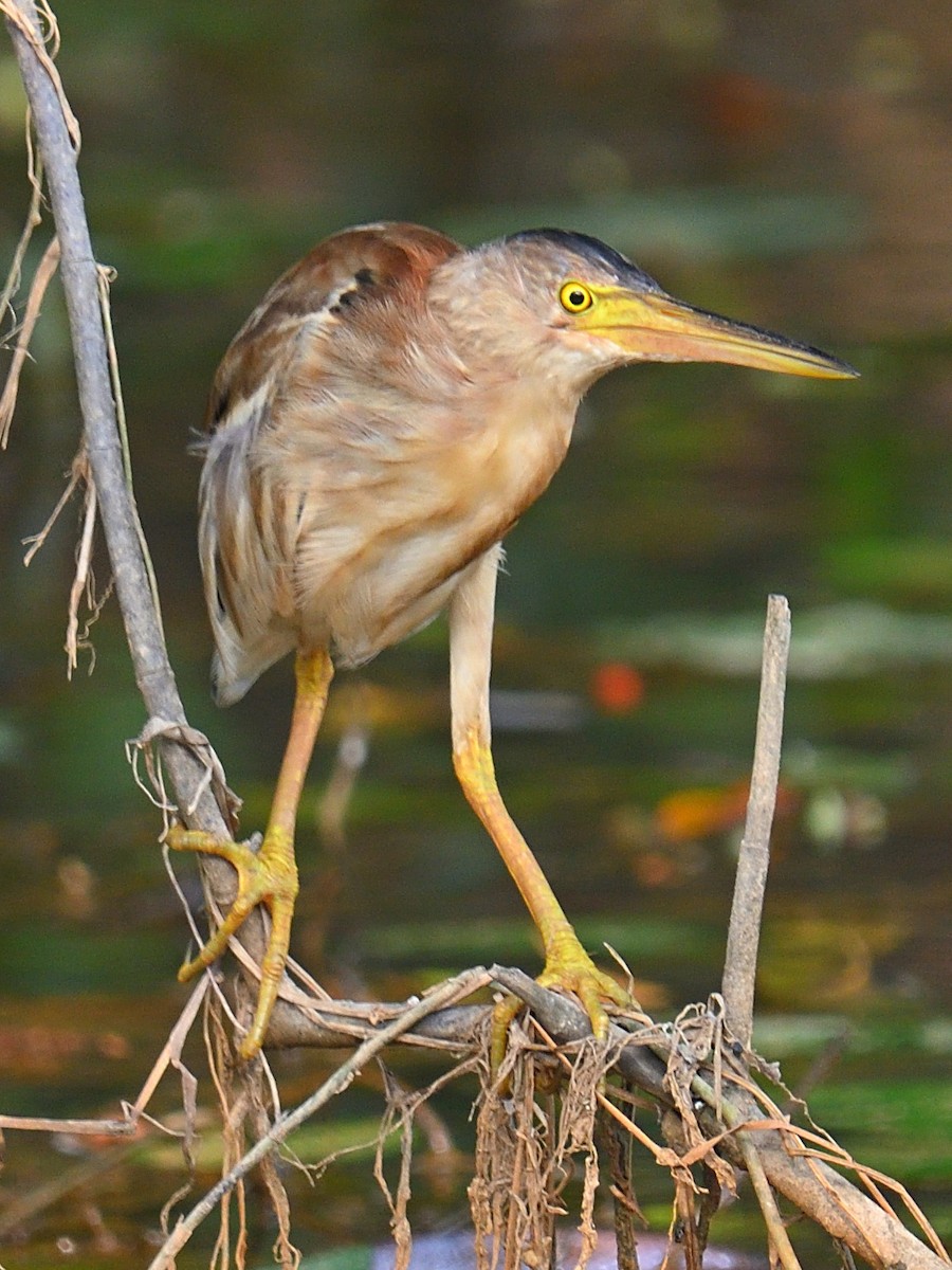 ML557193951 - Yellow Bittern - Macaulay Library