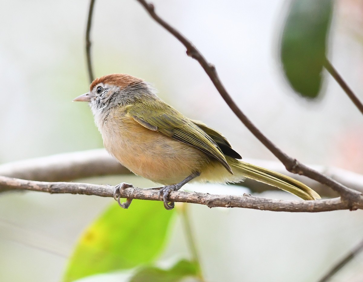 ML557290981 - Gray-eyed Greenlet - Macaulay Library