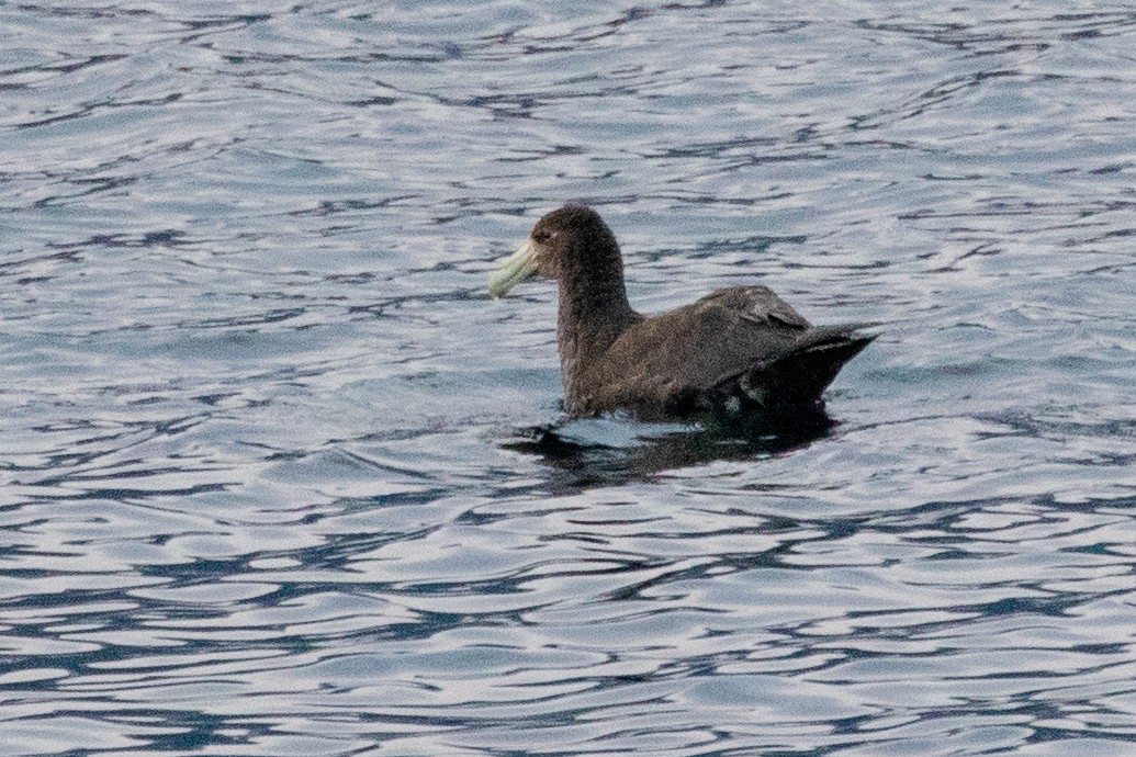 eBird Checklist - 27 Nov 2022 - Beagle Channel - 1 species