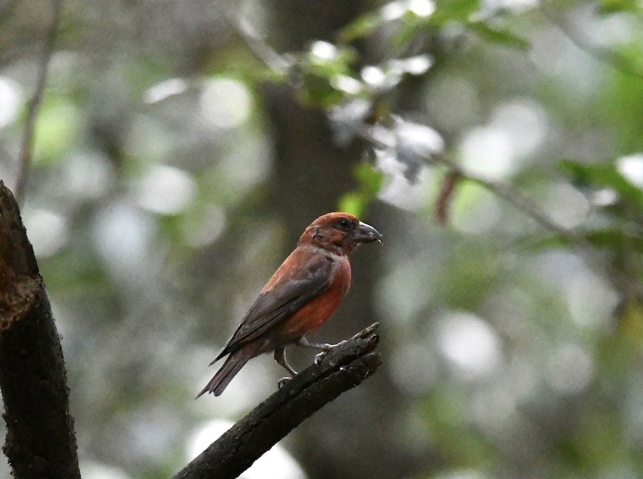 Red Crossbill (Sierra Madre or type 6) - eBird