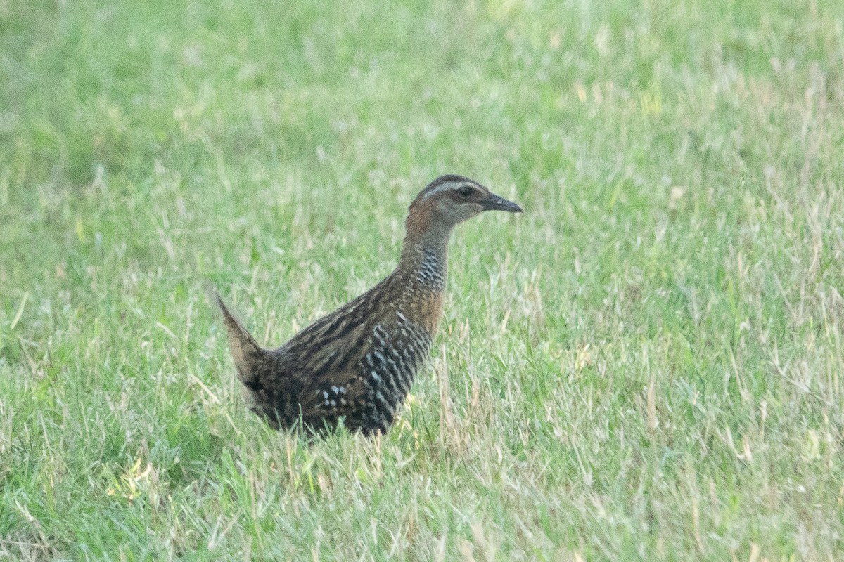 eBird Checklist - 14 Apr 2023 - France Rd Turf Farm (Edmonton) - 34 species
