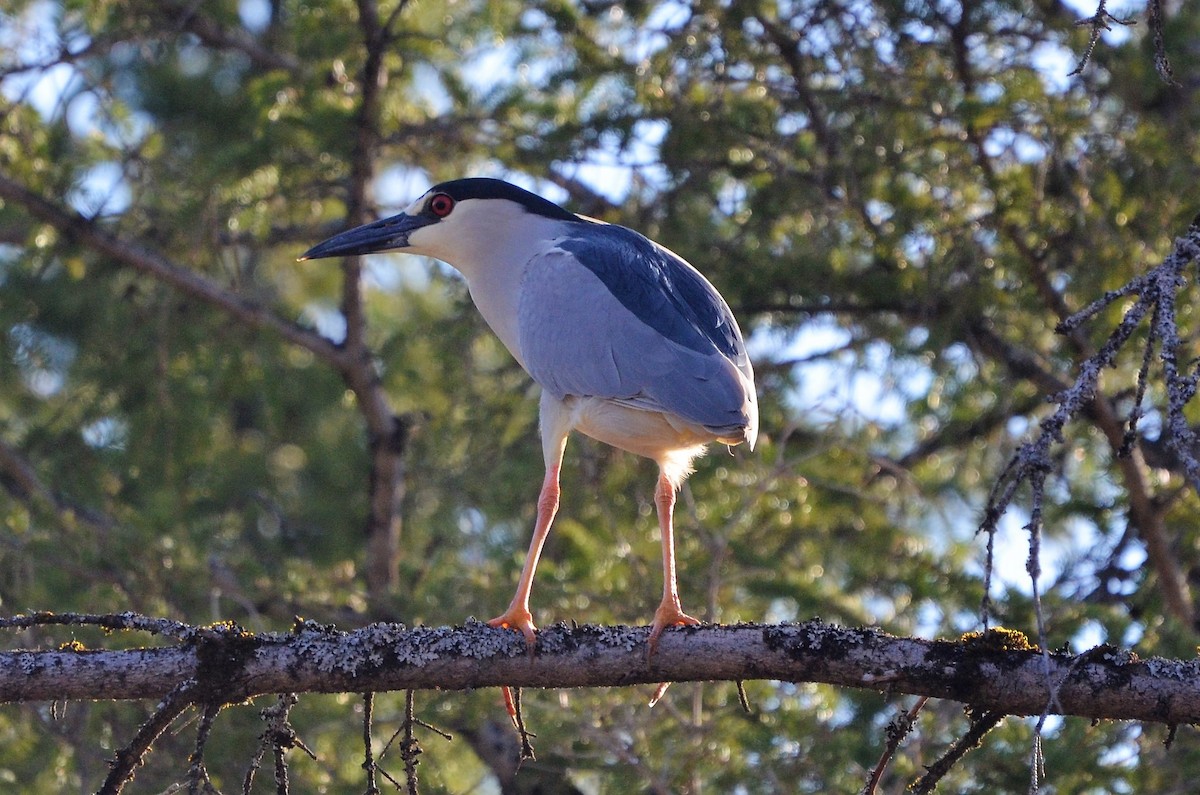 eBird Checklist - 14 Apr 2023 - Ottawa--Greenbelt Pathway (East/West of ...