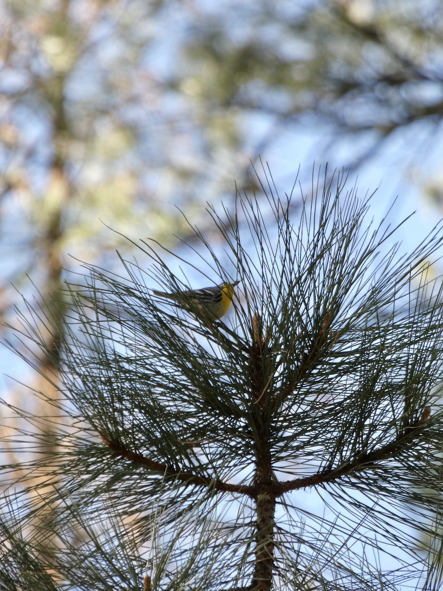 eBird Checklist - 14 Apr 2023 - Gila NF--Little Cherry Creek Road and ...