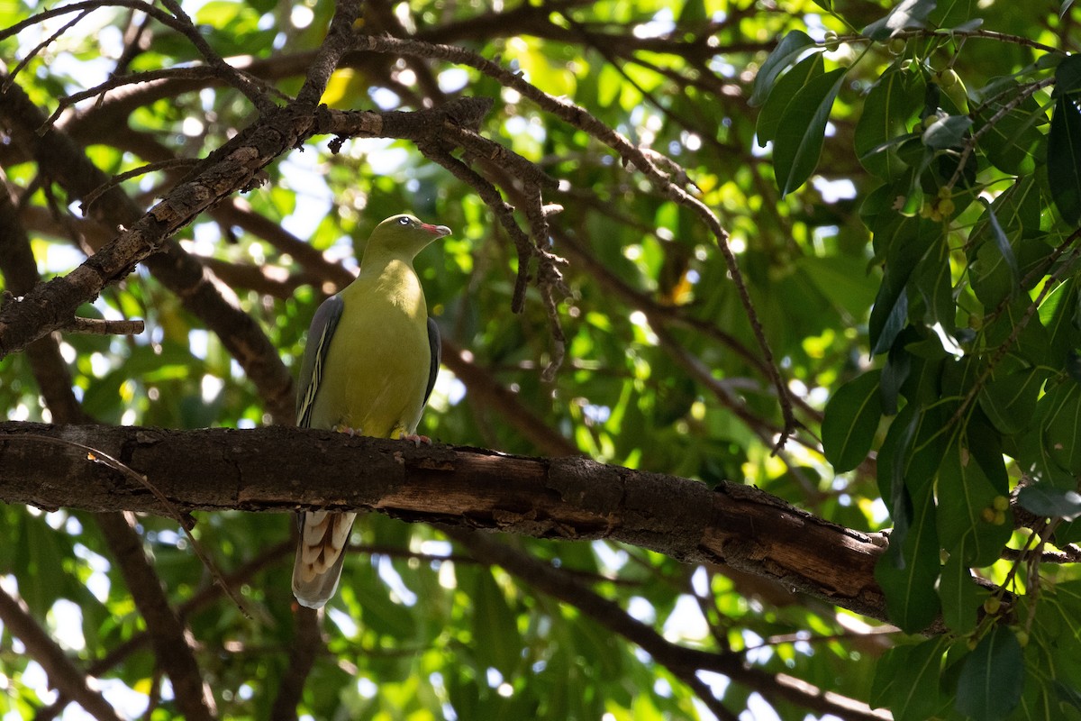 eBird Checklist - 23 Mar 2020 - Maasai Mara NR--Governor's Camp - 7 species