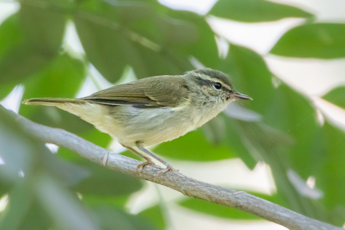 Large-billed Leaf Warbler - Phylloscopus magnirostris - Media Search ...
