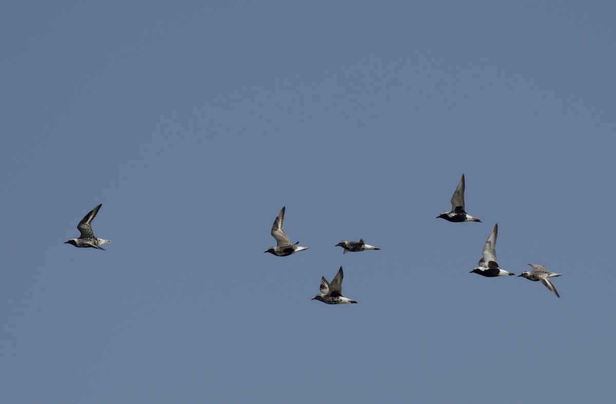 eBird Checklist - 14 Apr 2023 - Piute Ponds (permit required) - 66 ...