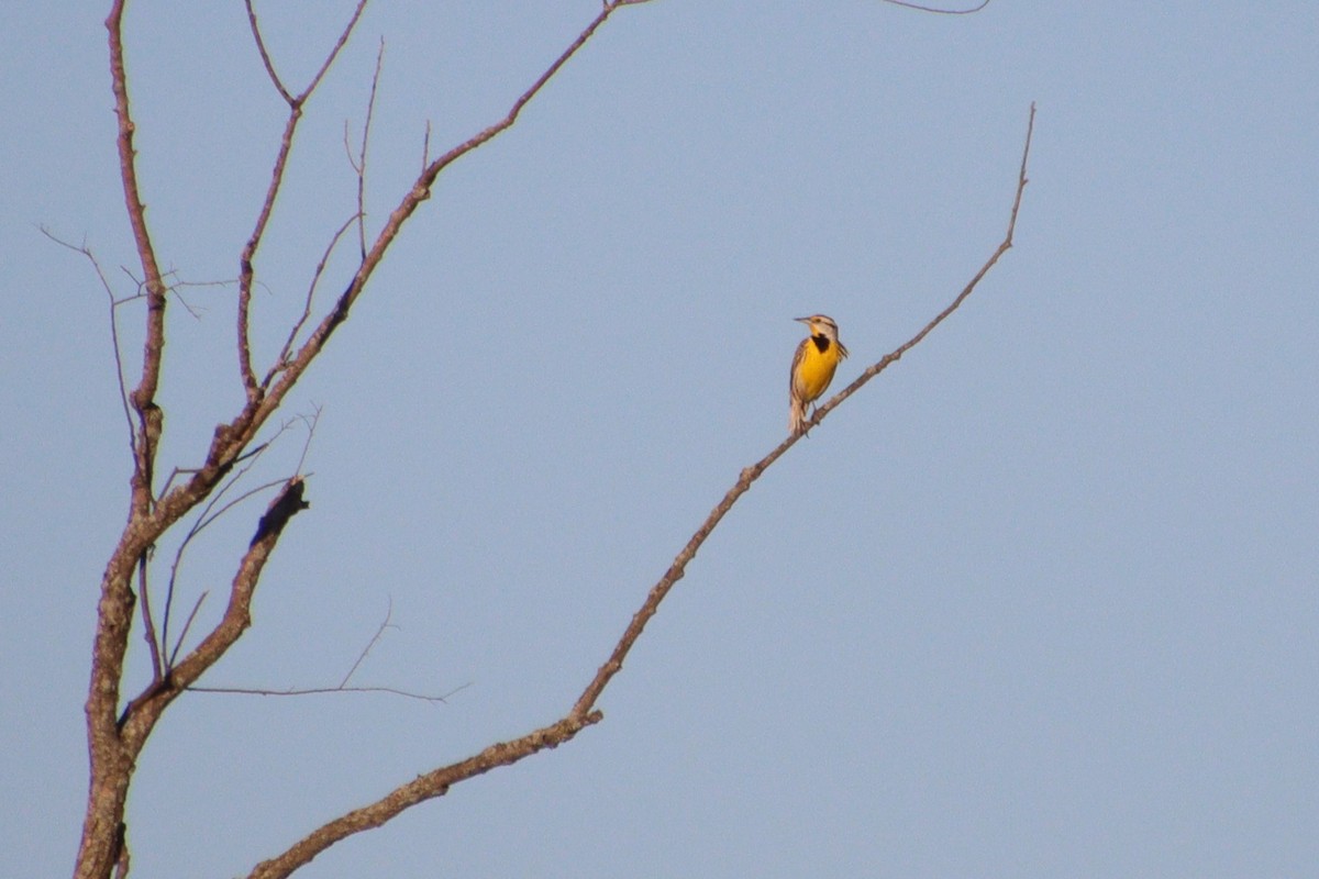 eBird Checklist - 13 Apr 2023 - Sharon Mills Co. Park--north - 29 species