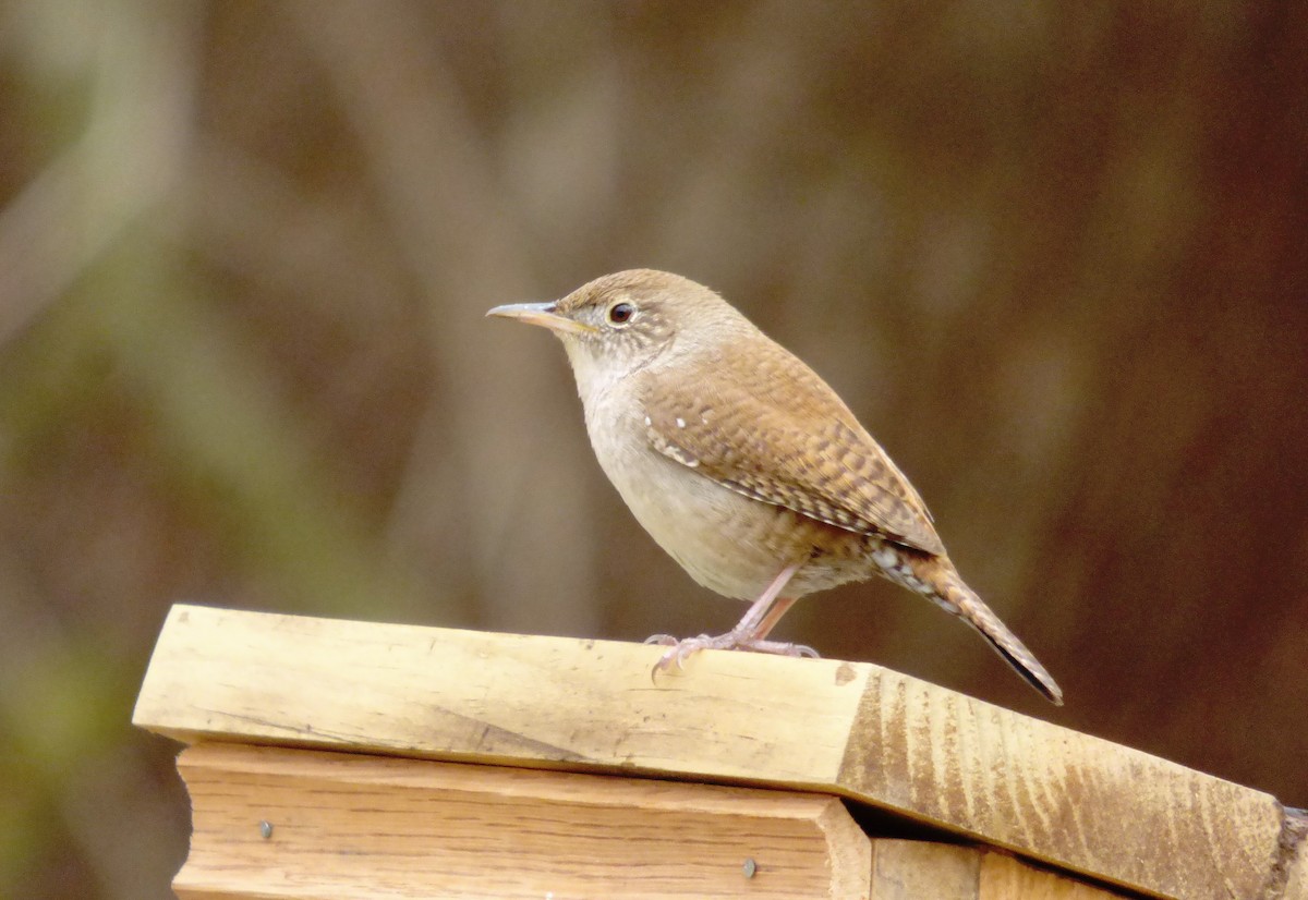 ML558046821 - Northern House Wren - Macaulay Library